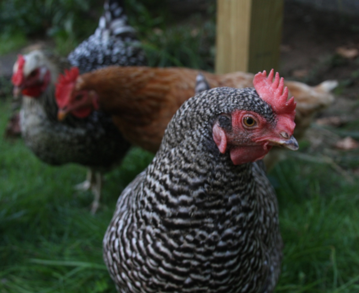 Easy DIY Flock Block