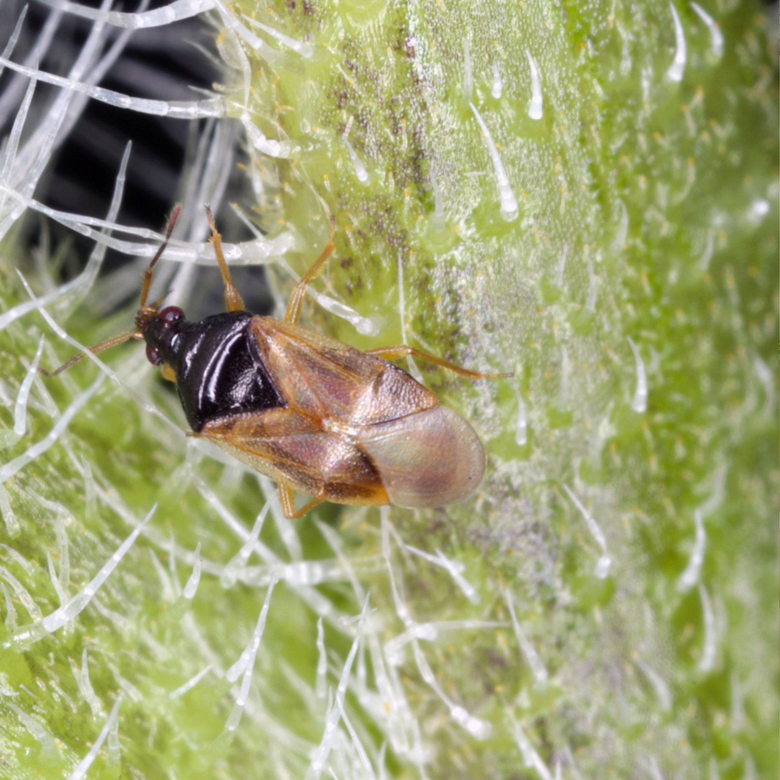 Good Bugs in the Garden Vs. Bad Bugs - ouredencultivated.com
