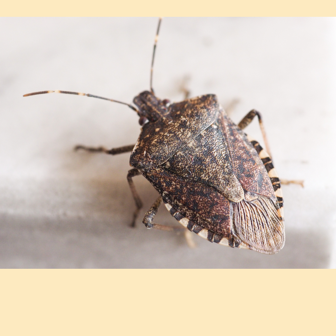 Good Bugs in the Garden Vs. Bad Bugs - ouredencultivated.com
