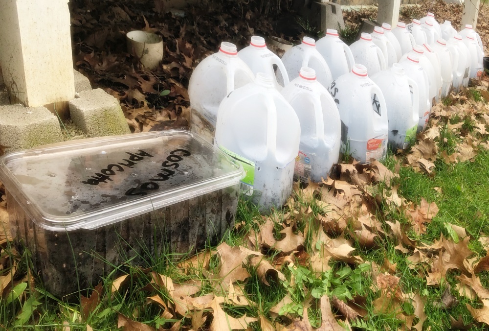 Winter Sowing: An Awesome Way to Be Lazy About Seed Starting ...